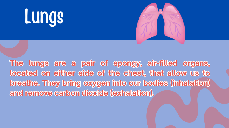 Human Body Quiz: 100 Fascinating Questions And Answers